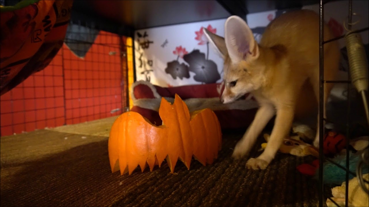 Fennec Fox Halloween - With Pumpkin Bat - YouTube