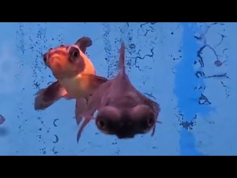 Fish stares into your soul - YouTube