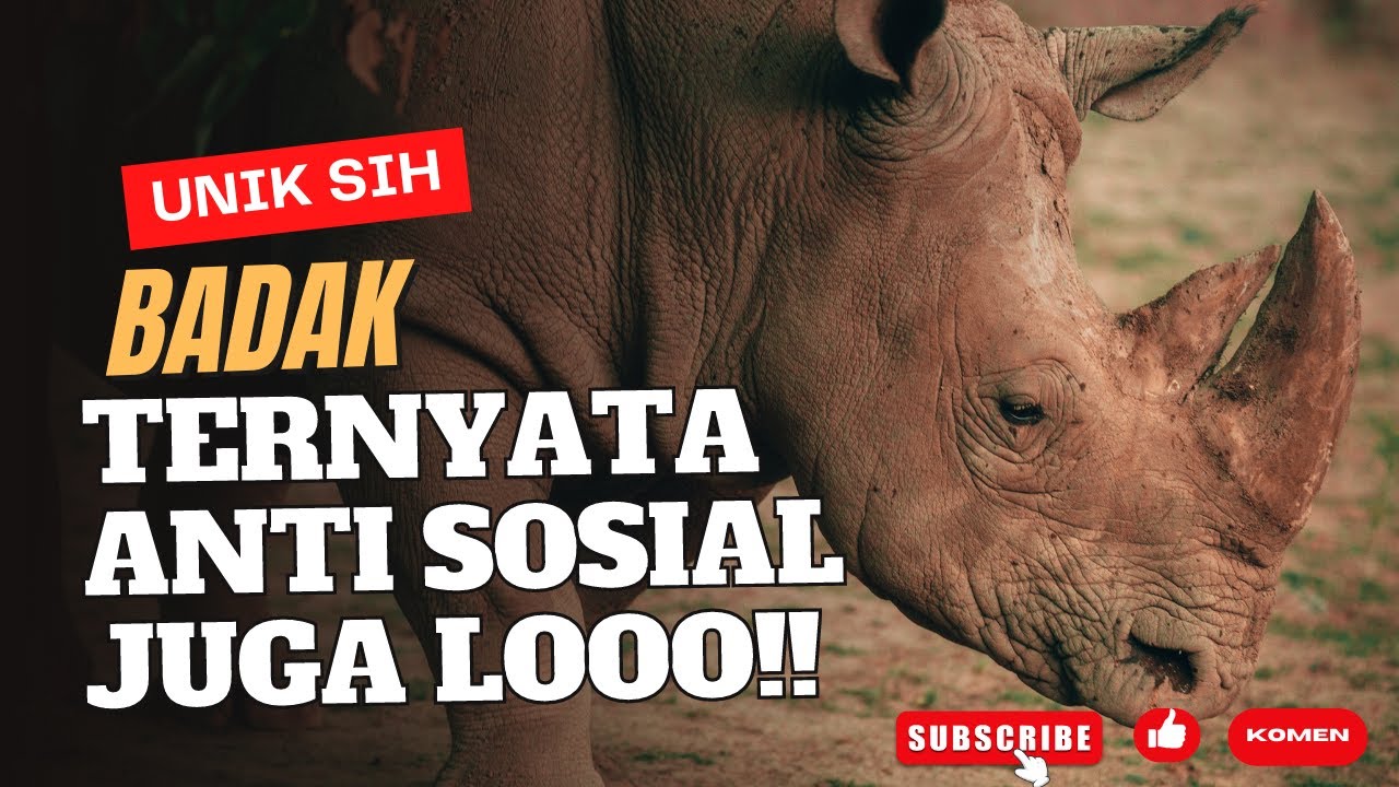 10 Fakta Unik & Menarik Tentang Badak - Fakta Badak - Fakta Unikku ...