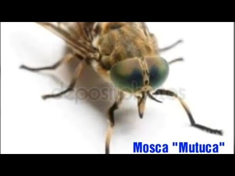 Mosca Mutuca, Planando no Ar 🇧🇷 - YouTube