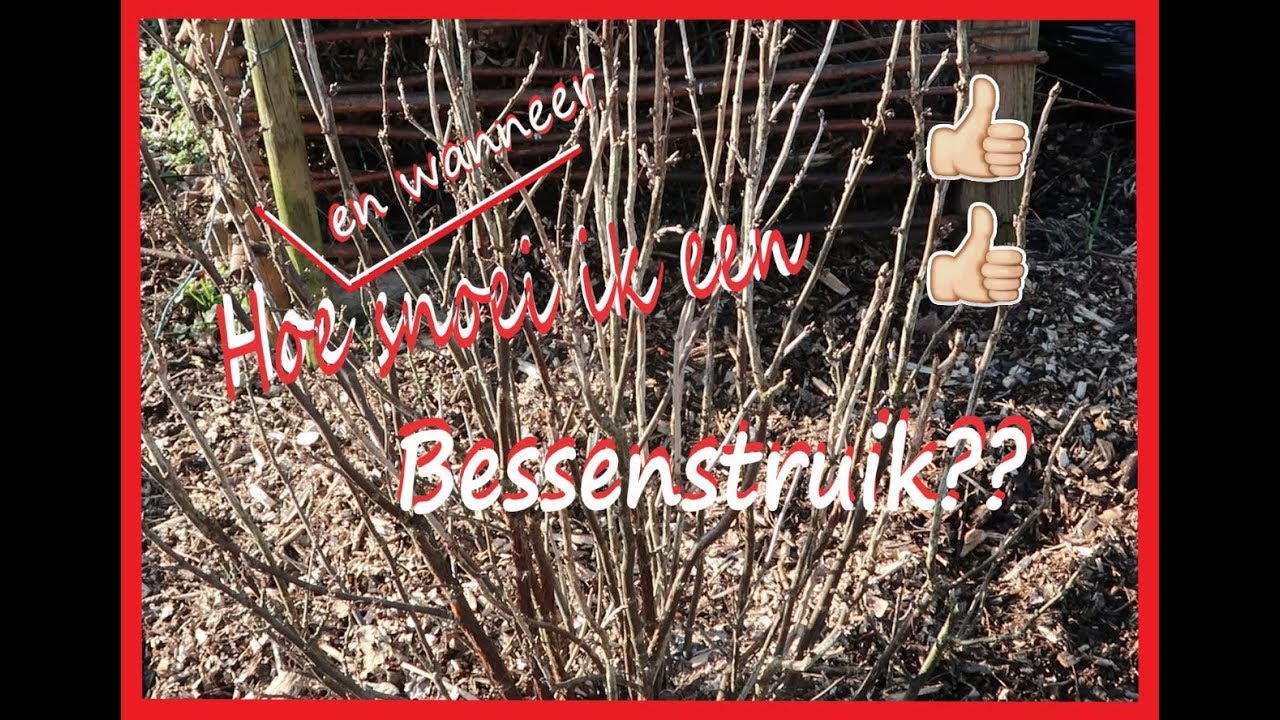 Hoe (en wanneer) snoei ik een bessenstruik?? (rode bes, witte bes ...