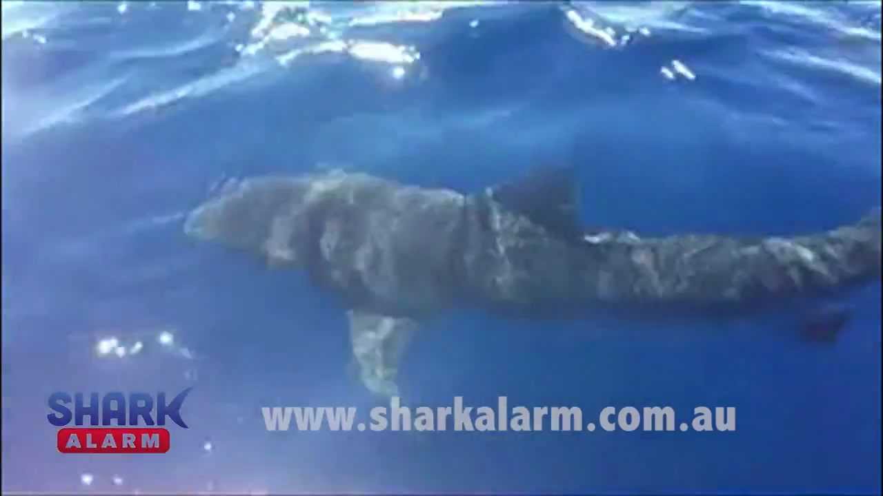 Tiger Shark Western Australia - YouTube