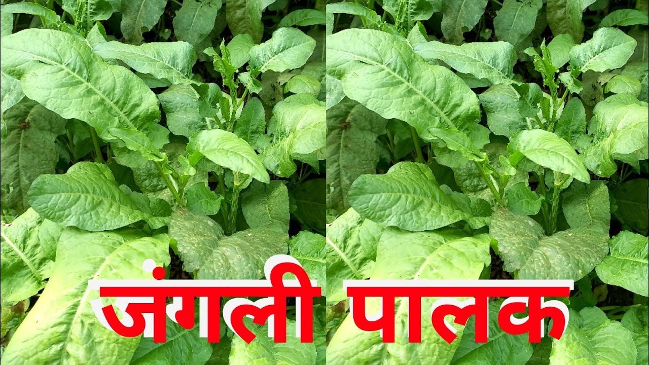 जंगली पालक * Wild Palak. - YouTube