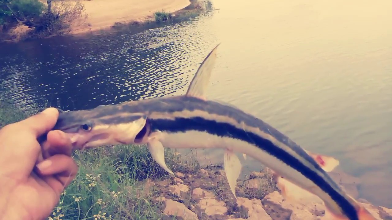 Como pescar com piaba rio Araguaia (FISH-BACA - YouTube