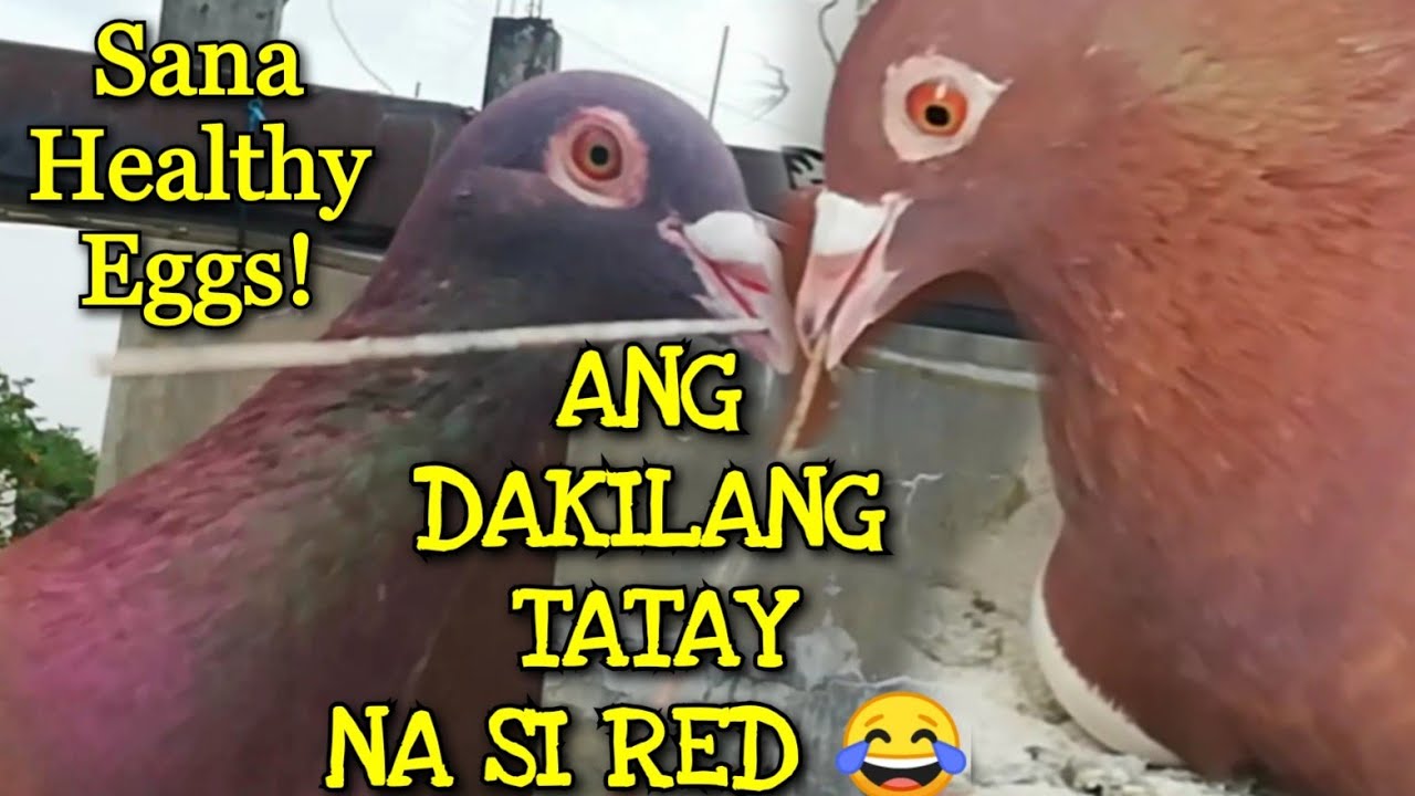 ITLOG NG RECESSIVE RED KO ️ KALAPATI GIRL PHILIPPINES - YouTube