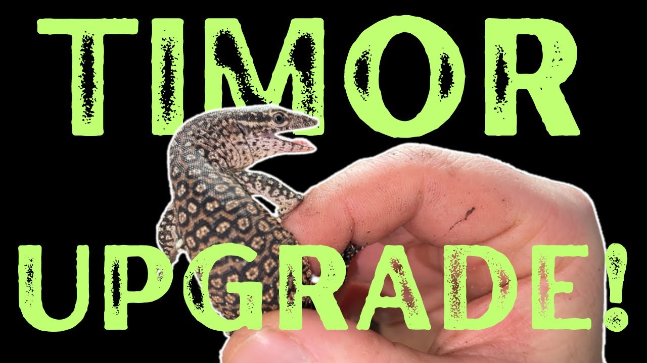 TIMOR MONITOR SET UP AND UPGRADE - YouTube