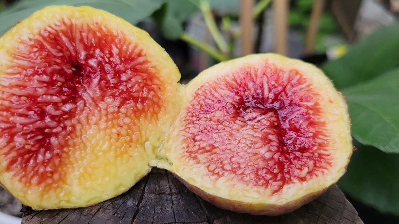 Italian 258 Fig tasting just amazing. - YouTube