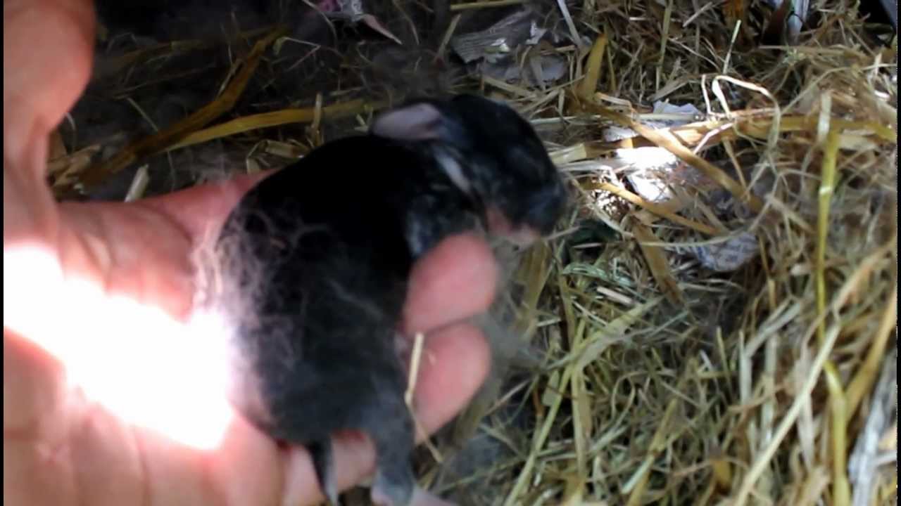 Newborn baby rabbits, only 3 days old. - YouTube