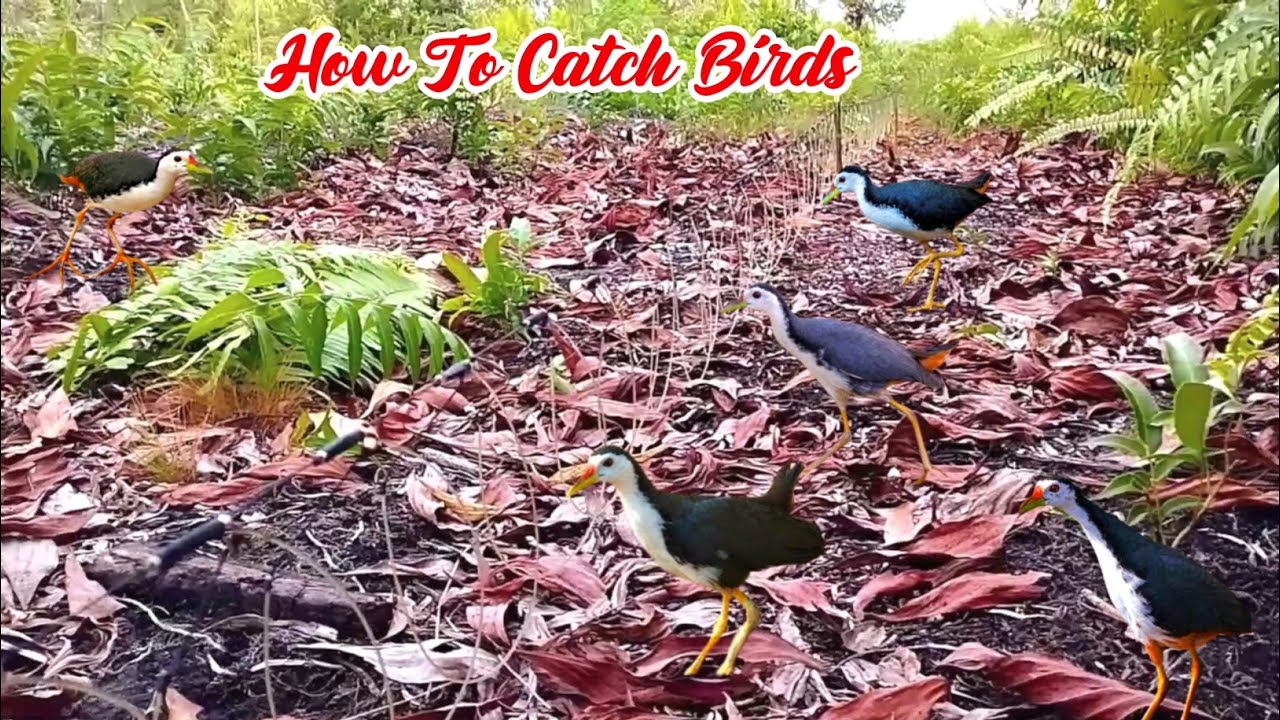 How To Catch Birds|Best Trap To Catch Unlimited Wild Birds|Kurum Pak ...