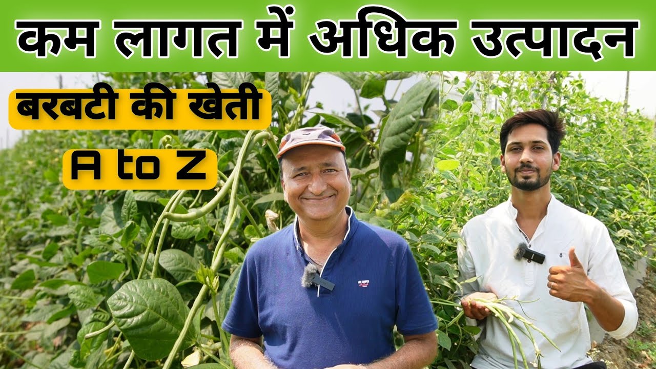 गर्मी में कम लागत अधिक उत्पादन के लिए करें बरबटी की खेती । How to ...
