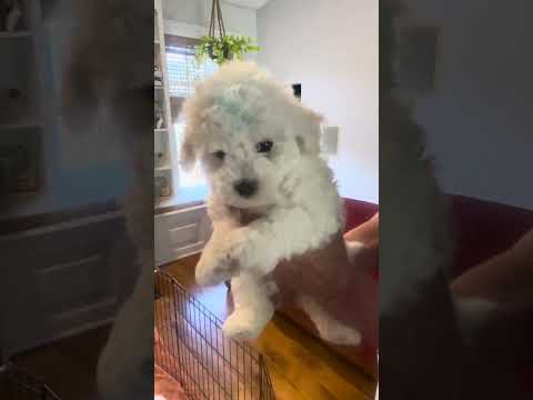 Chloe & Levi pups at 6 weeks old ! - YouTube
