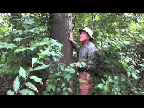 Bruce Wakeland at American chestnut with blight.wmv - YouTube