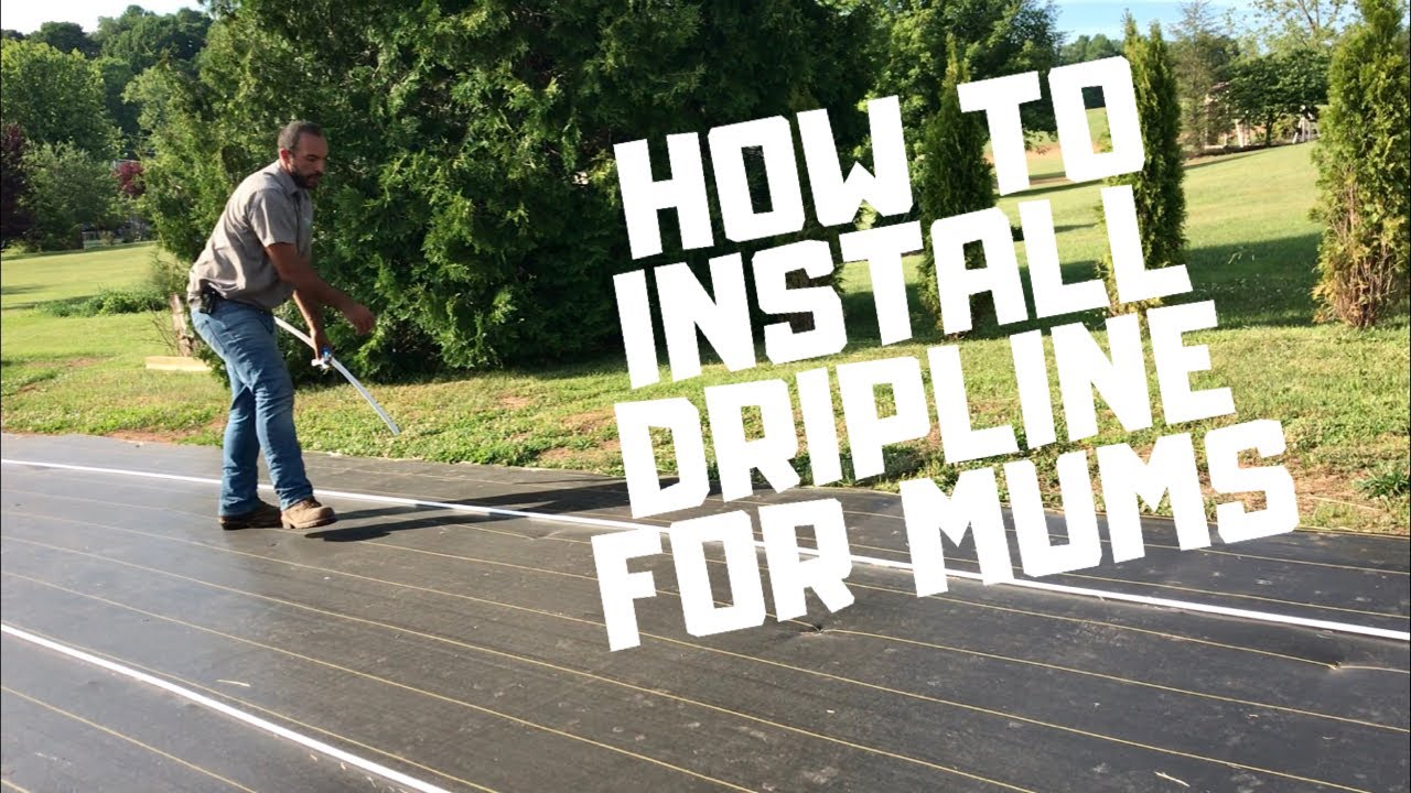 How To Install Spider Irrigation Drip Line For Mums - YouTube