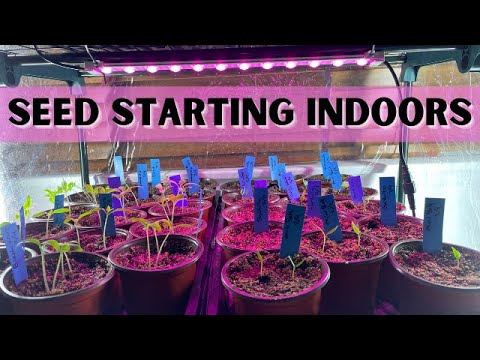 STARTING SEEDS // Simple Indoor Greenhouse Set-Up / What Size Pots to ...