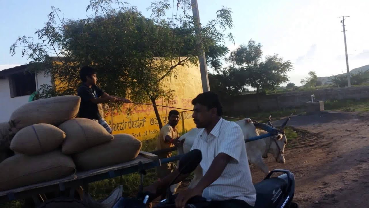 Rohan Jadar - riding bullock cart @ Koppal, India, - YouTube
