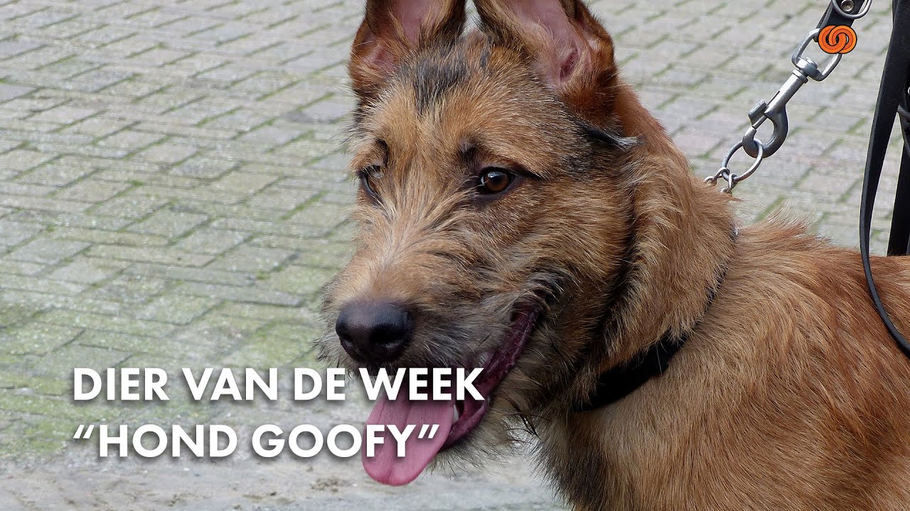 Dier Van De Week - Hond Goofy - YouTube