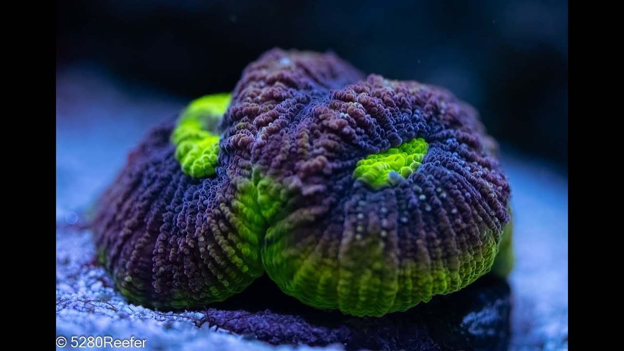 My Thoughts on PAR and Corals! - YouTube