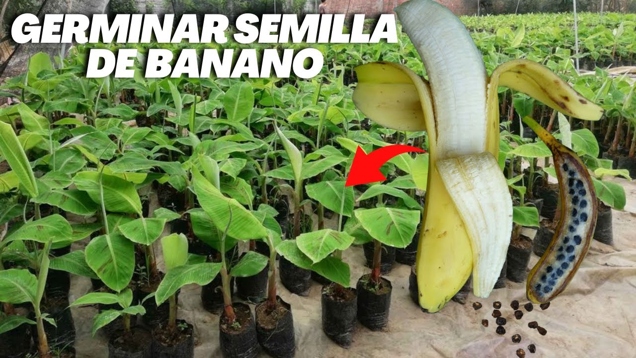 De esta forma Germino Muchas Plantas de Banano - Germinar Semillas de ...