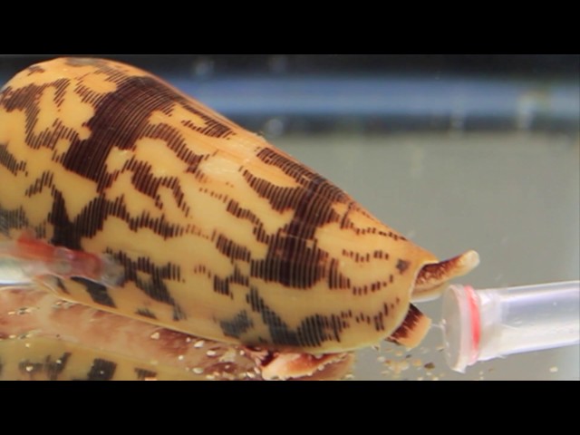 Cone Snail Dart