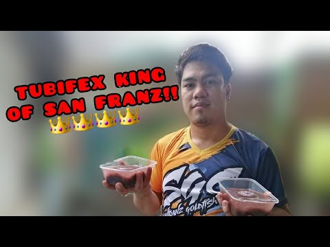 How to Properly Prepare Tubifex Worm for Fishkeepers | with Arvin Tan ...