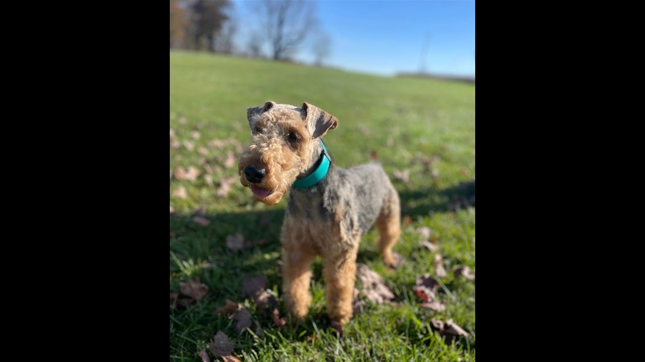 Hope - Adult Welsh Terrier - YouTube