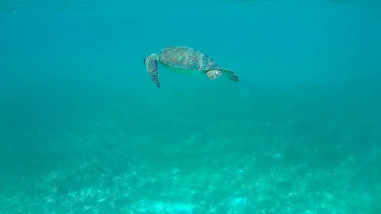 Culebra: Sea Turtle Puerto Rico Freediving - YouTube