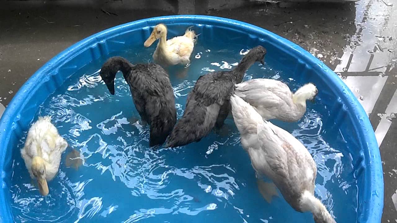 The ducks playing - YouTube