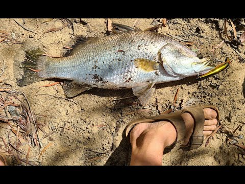 Fishing Cape York - Olaya Thumotang National Park, Coen River - YouTube