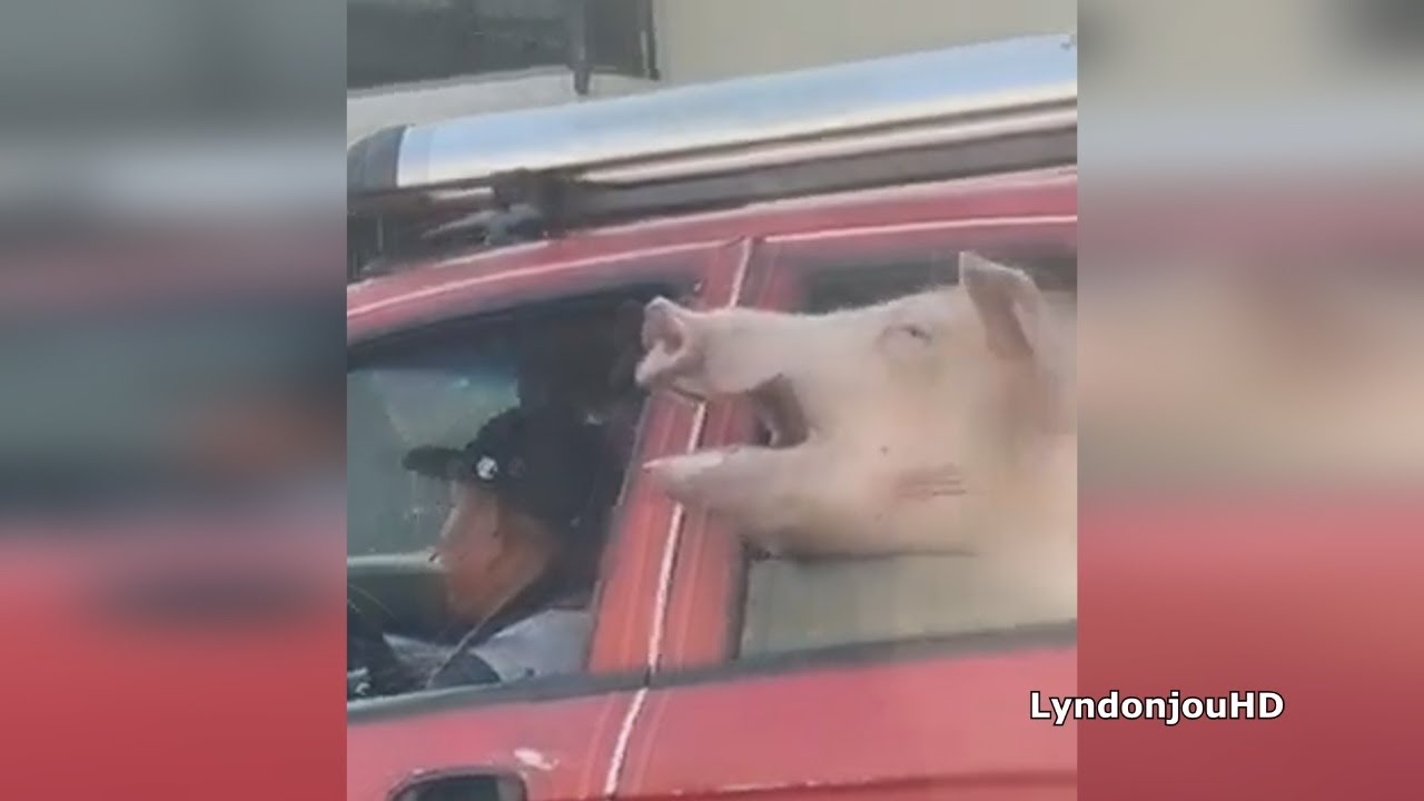 Un cerdo viaja dentro de un auto - YouTube