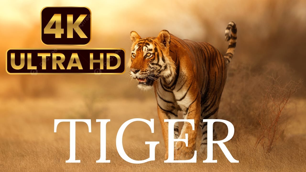 : 4K Ultra HD 60 FPS | Fore About Tha Tiger [NEW 2024] - YouTube