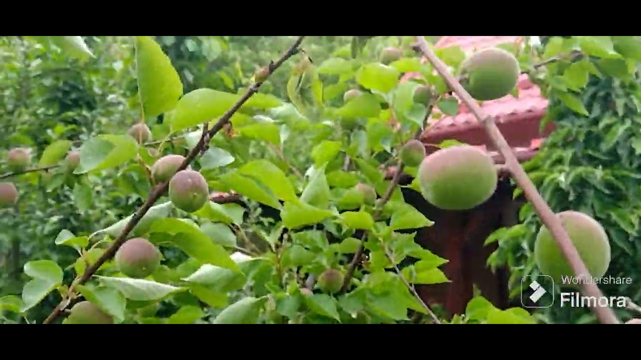 Evoluție cais Kyoto pe prun și pe corcodus - YouTube