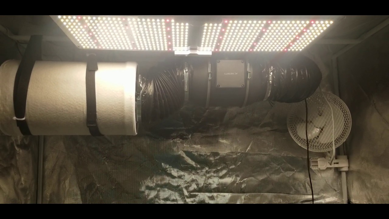 Dwc Grow your own week 2 flower defoliate - YouTube