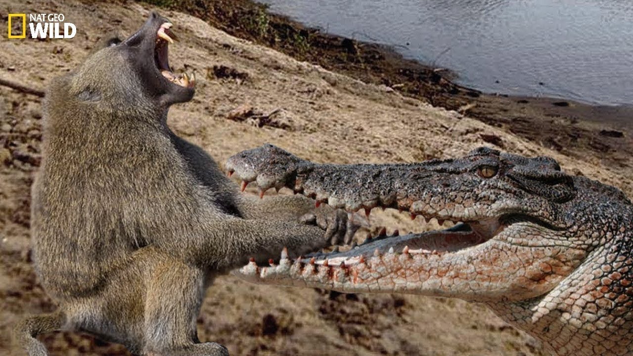 Terrible Battle ! Crocodile vs Grey Langur Monkey - Struggle of Life ...