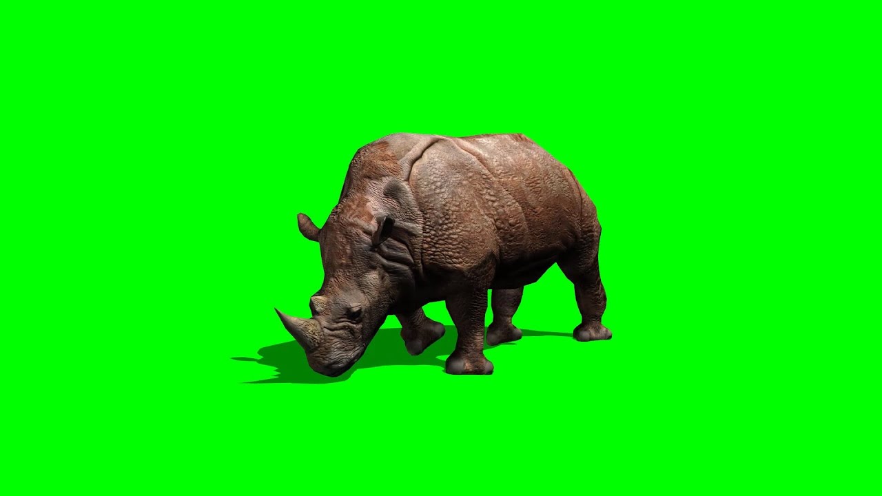 rhinoceros walking backwards with shadow - green screen 2 - YouTube