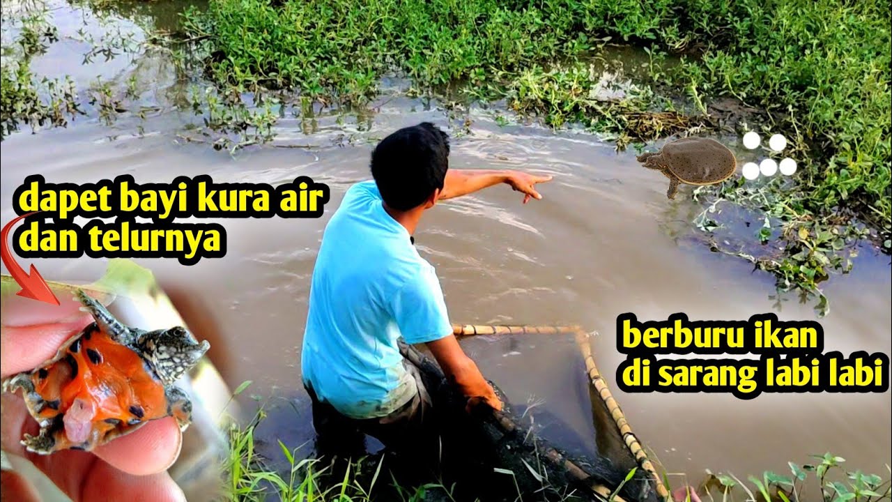 berburu ikan di sarang labi labi || found turtle egg in mud water - YouTube