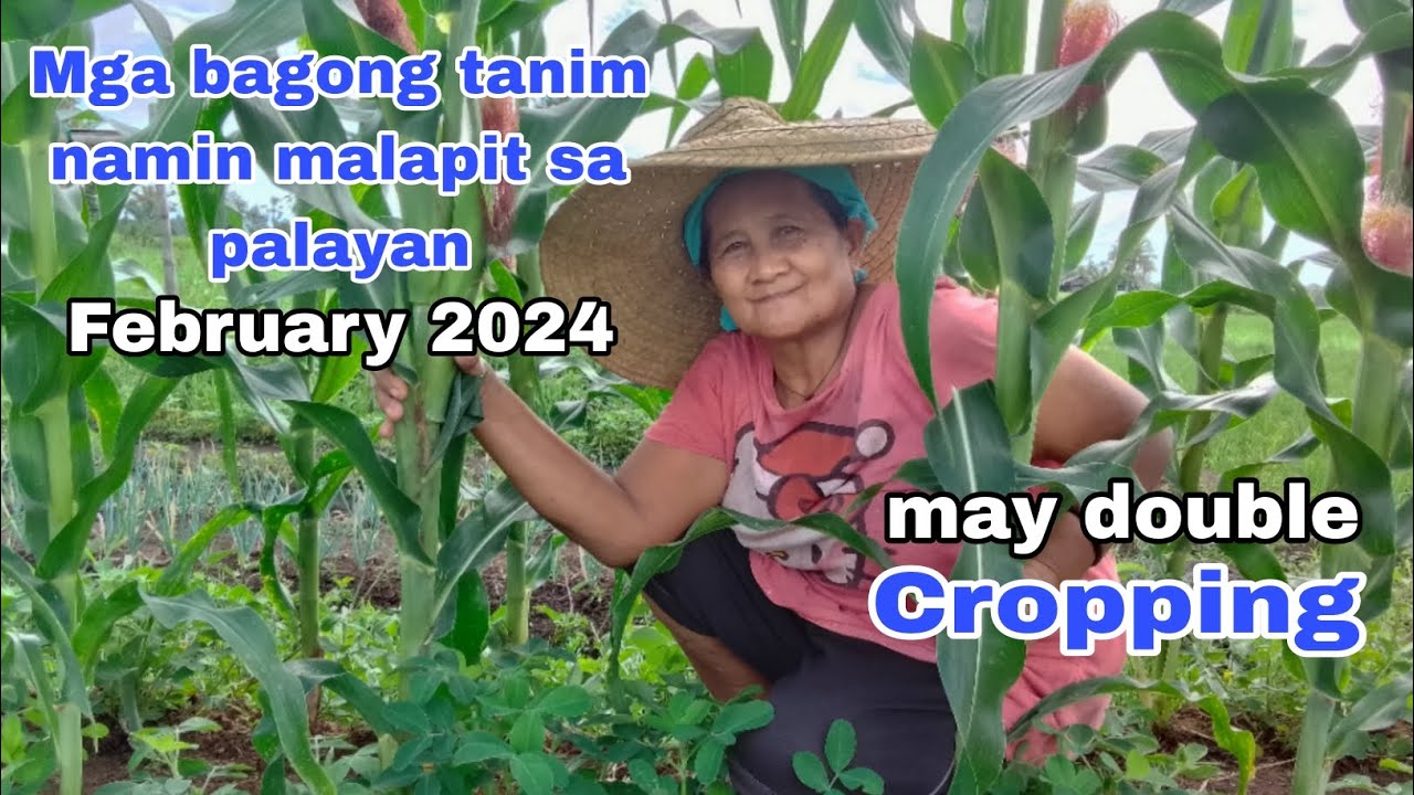 MALAPIT NA MA-HARVEST ANG MGA BAGONG TANIM NA MAIS,MANI AT IBA PA ...