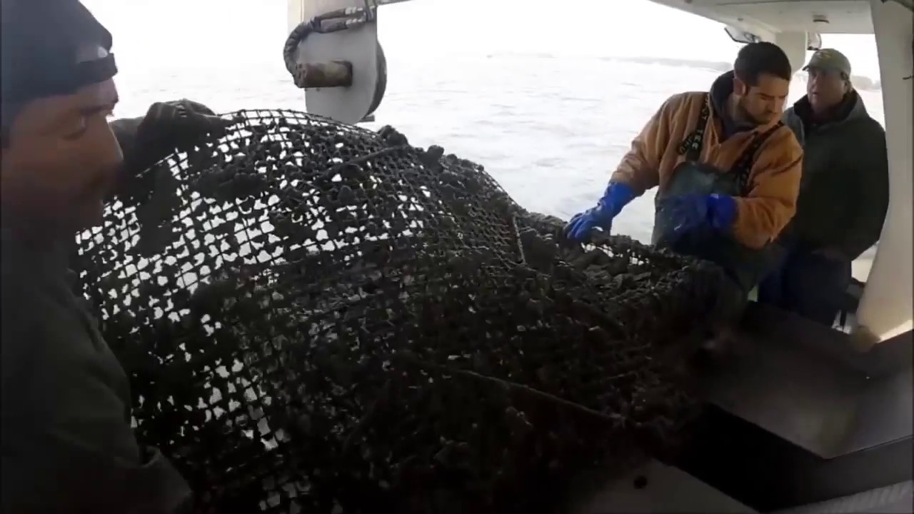 Voices from the Waterfront Johnny Shockley Chesapeake Oyster Farmer ...