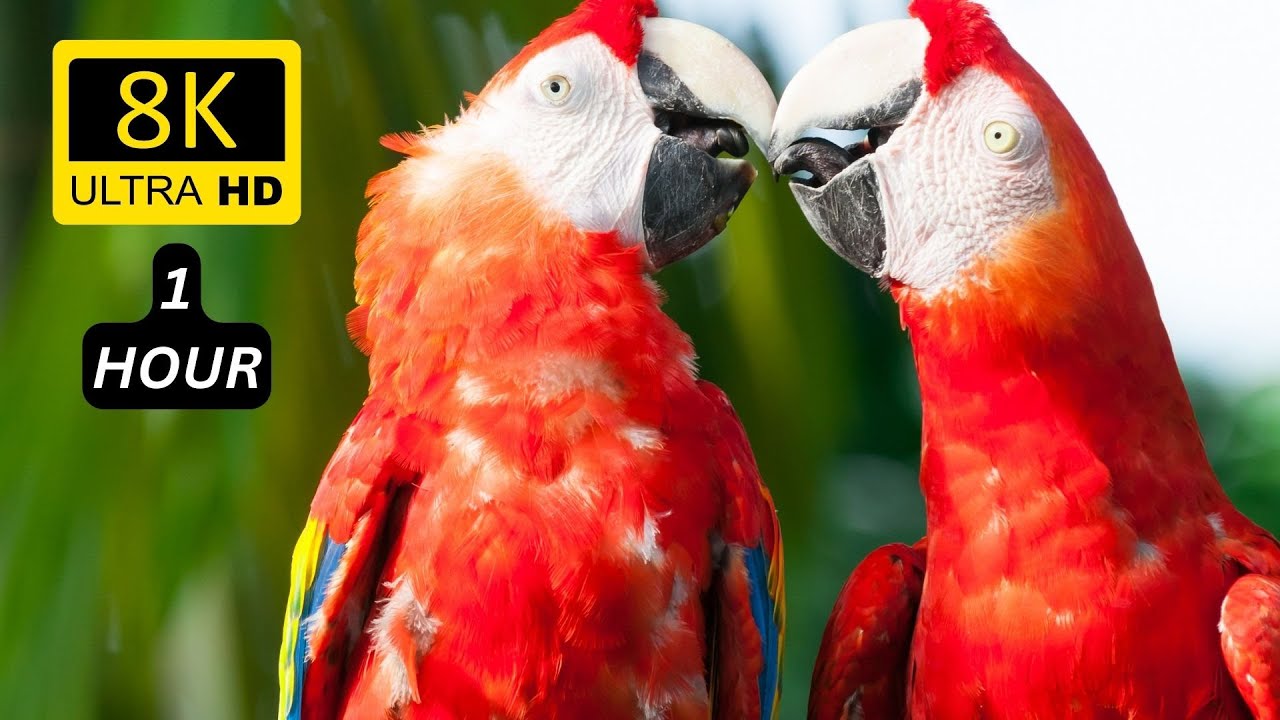 Scarlet Macaw |Most Beautiful Macaws on Earth|Omar's Animal World - YouTube