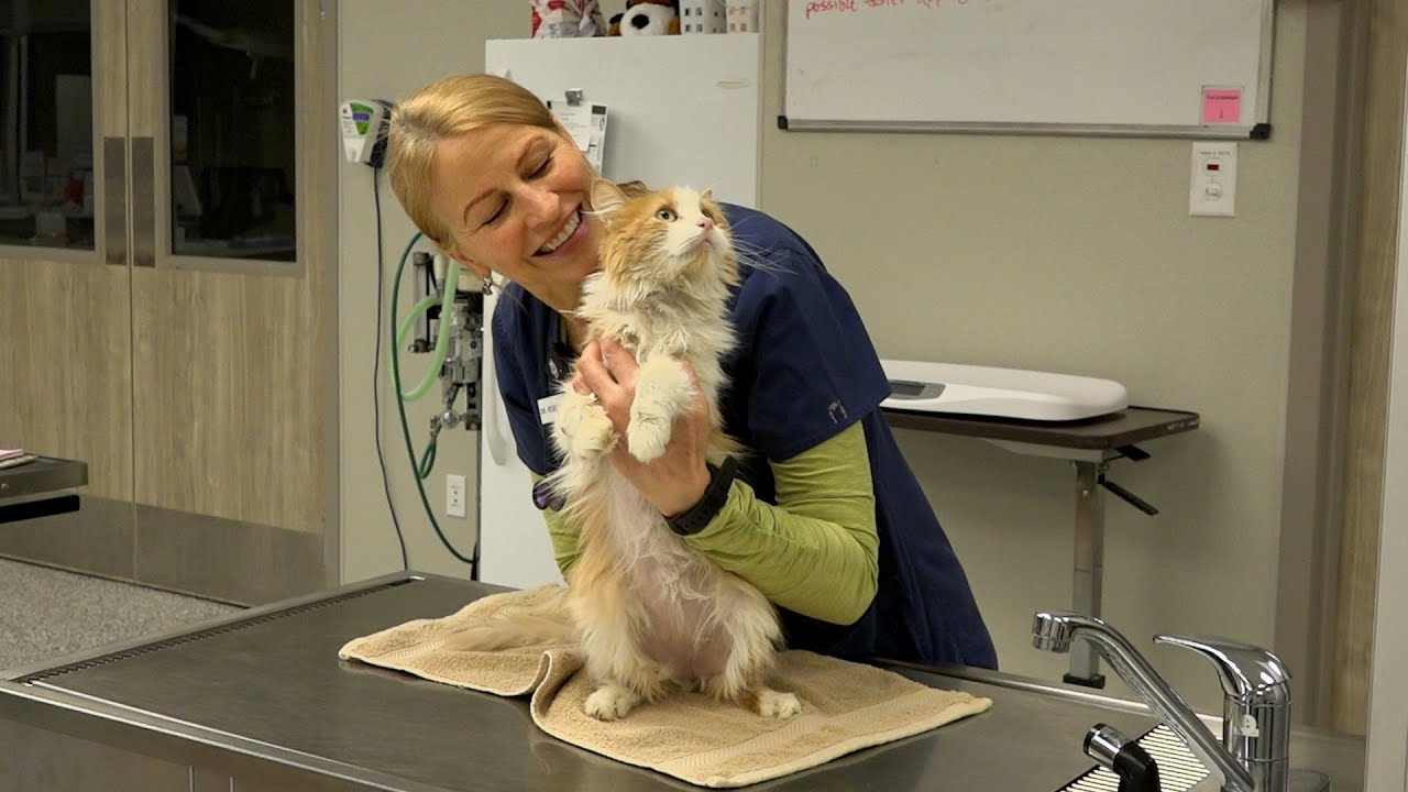 Humane society hires new veterinary director - YouTube