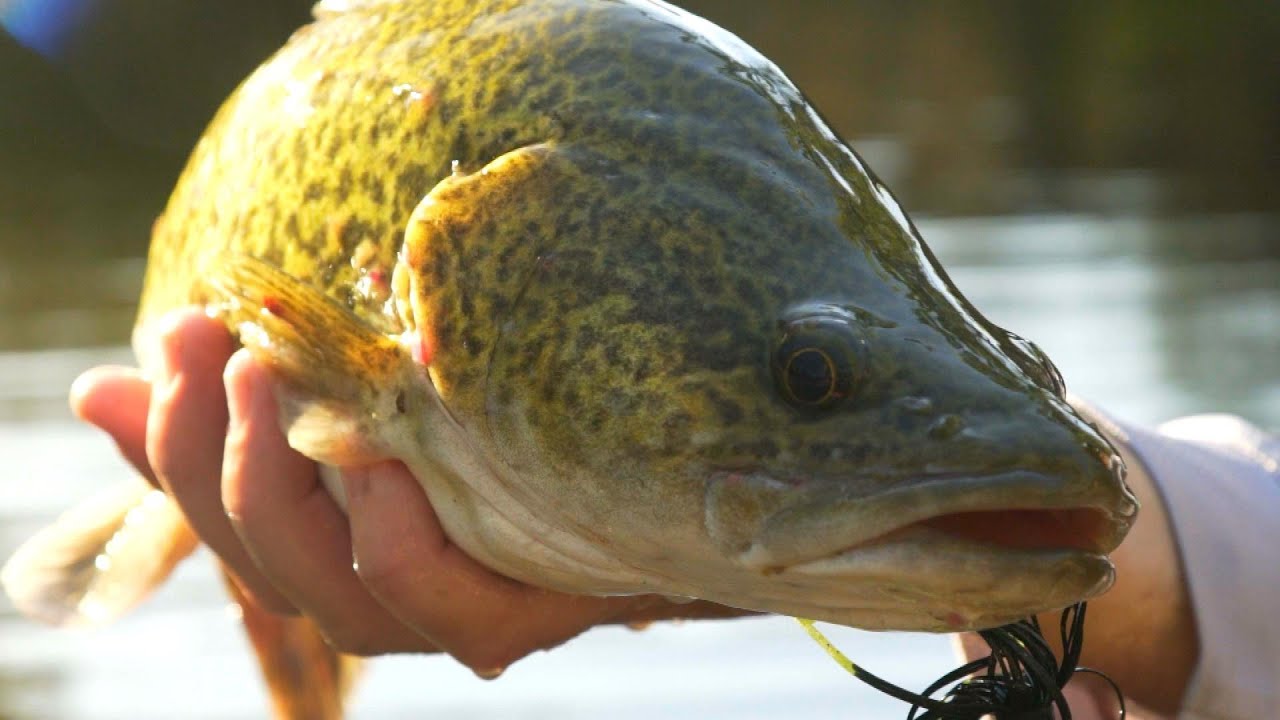 IFISH Skinny Water Murray Cod with O.N.S - YouTube