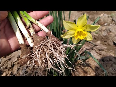 Nərgizgülü (Nergis) faydaları