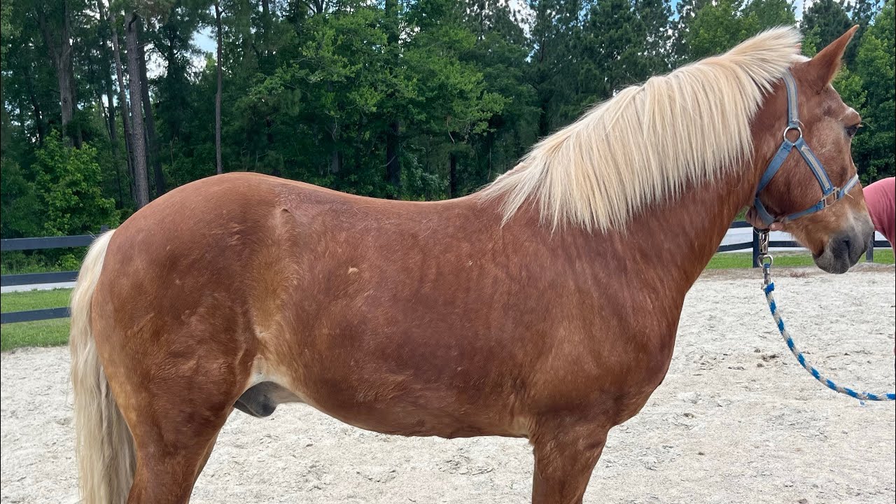 Dark Haflinger Gelding Driving - YouTube