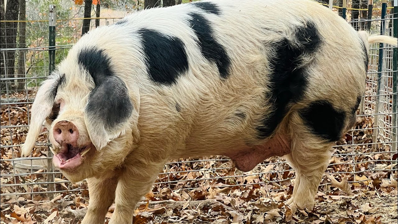 "Diego" Our Gloucestershire Old Spot Boar - Such a Handsome Boy! #cute ...