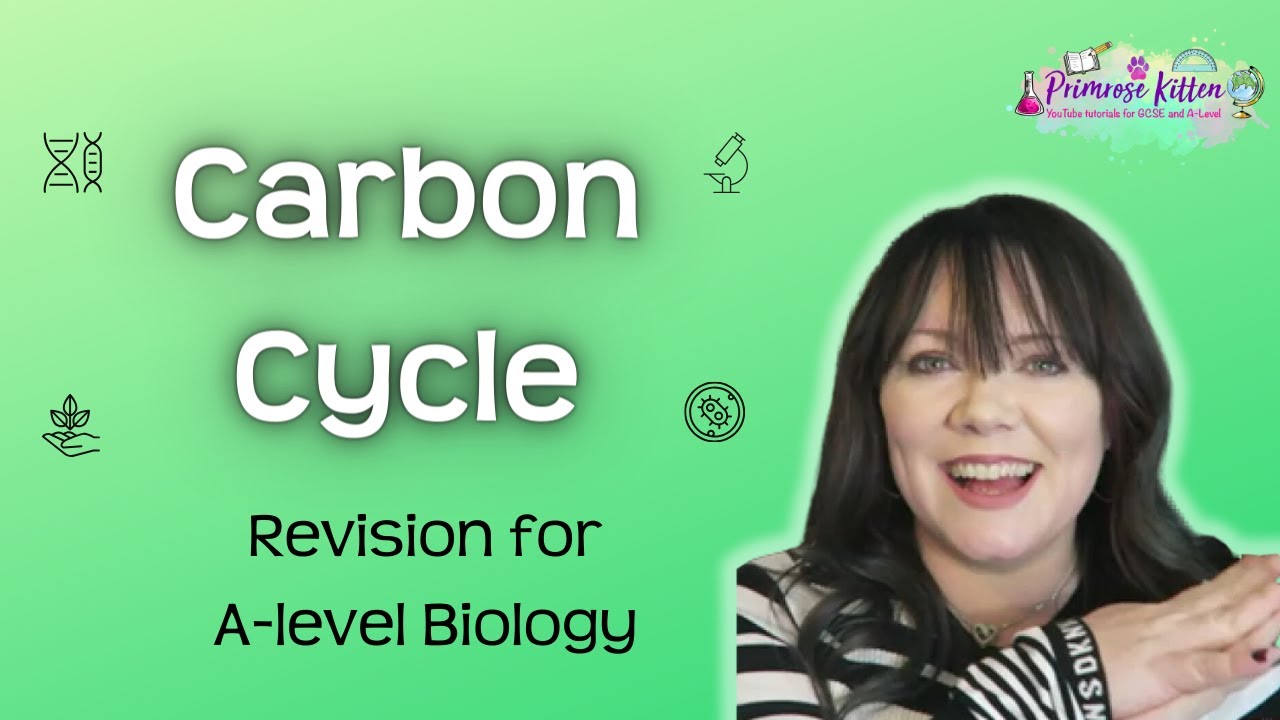 Carbon Cycle | Revision for Biology A-Level - YouTube