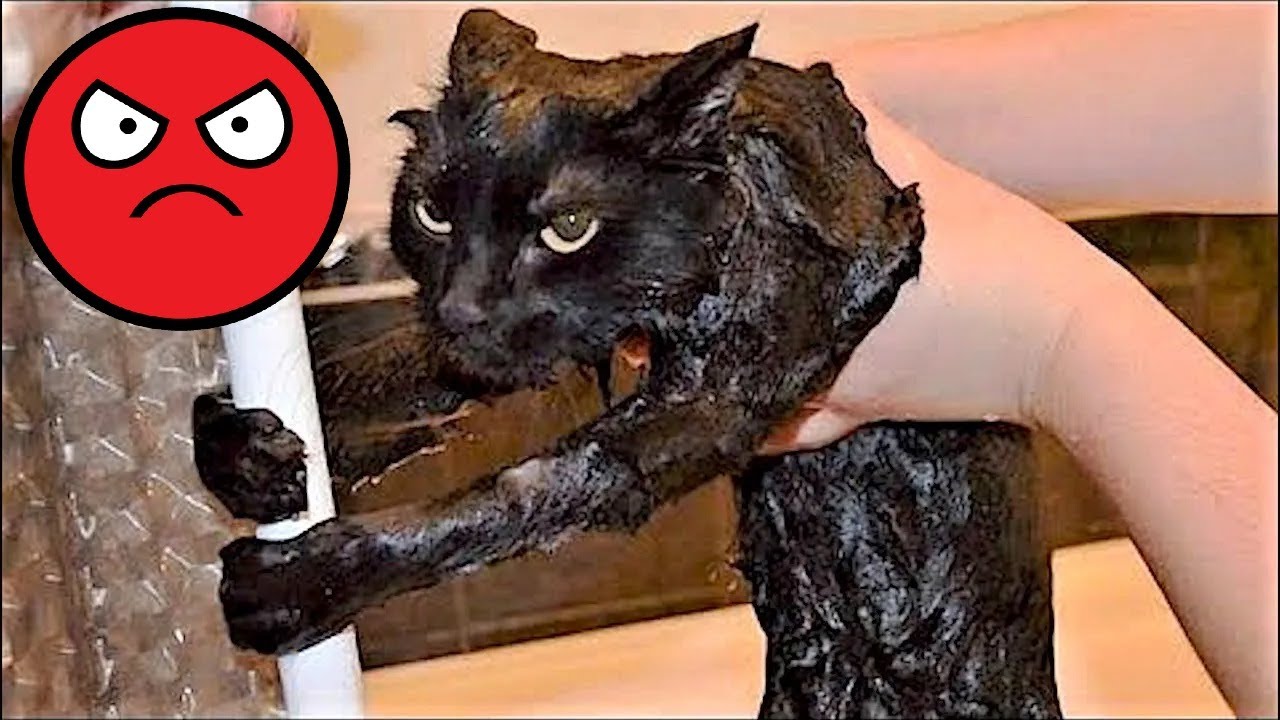 FUNNY CAT MEMES 😺🐶 and MOST TRENDING KITTENS 2023 v16 |🔥 Moments of ...