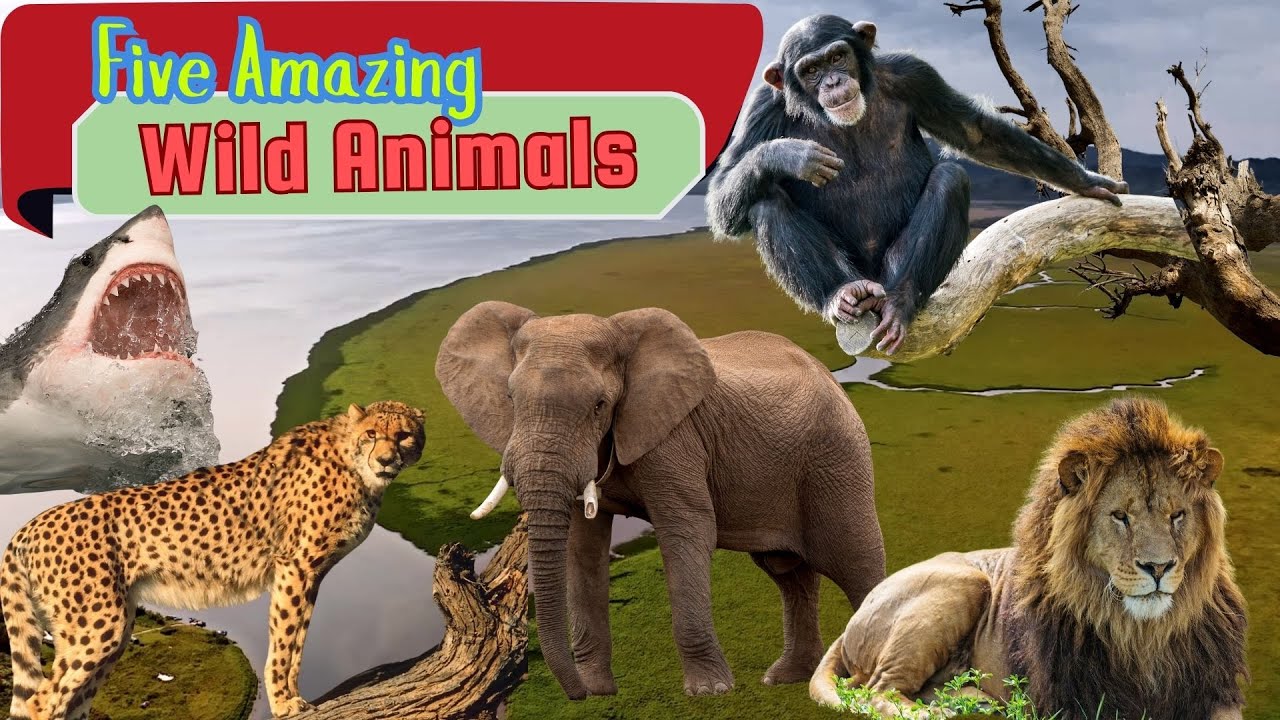 Explore the MOST AMAZING Wild Animals on Earth - YouTube