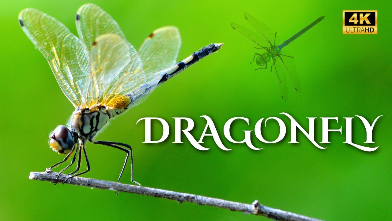 Dragonflies: Masters of the Sky - Unveiling the Mysteries of Nature's ...
