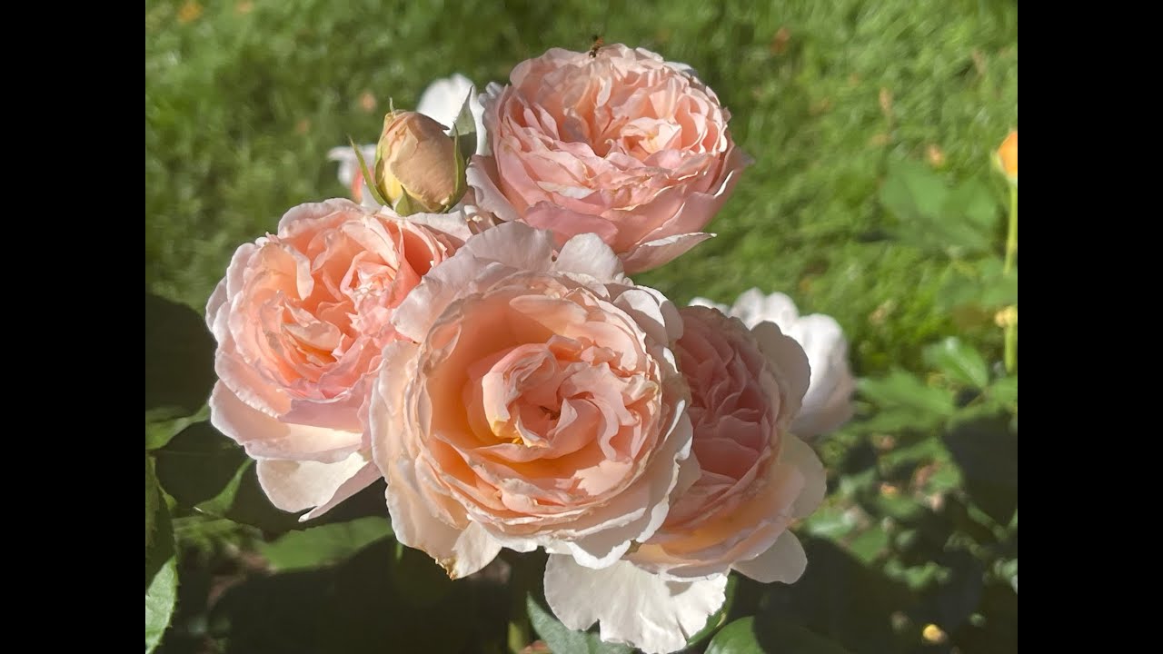Princesse Charlene de Monaco Rose｜玫瑰：摩纳哥王妃夏琳｜Fragrant Rose｜香型玫瑰｜One of ...
