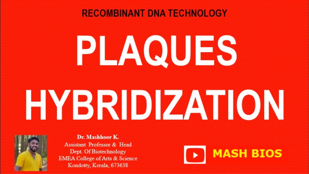PLAQUE HYBRIDIZATION - YouTube