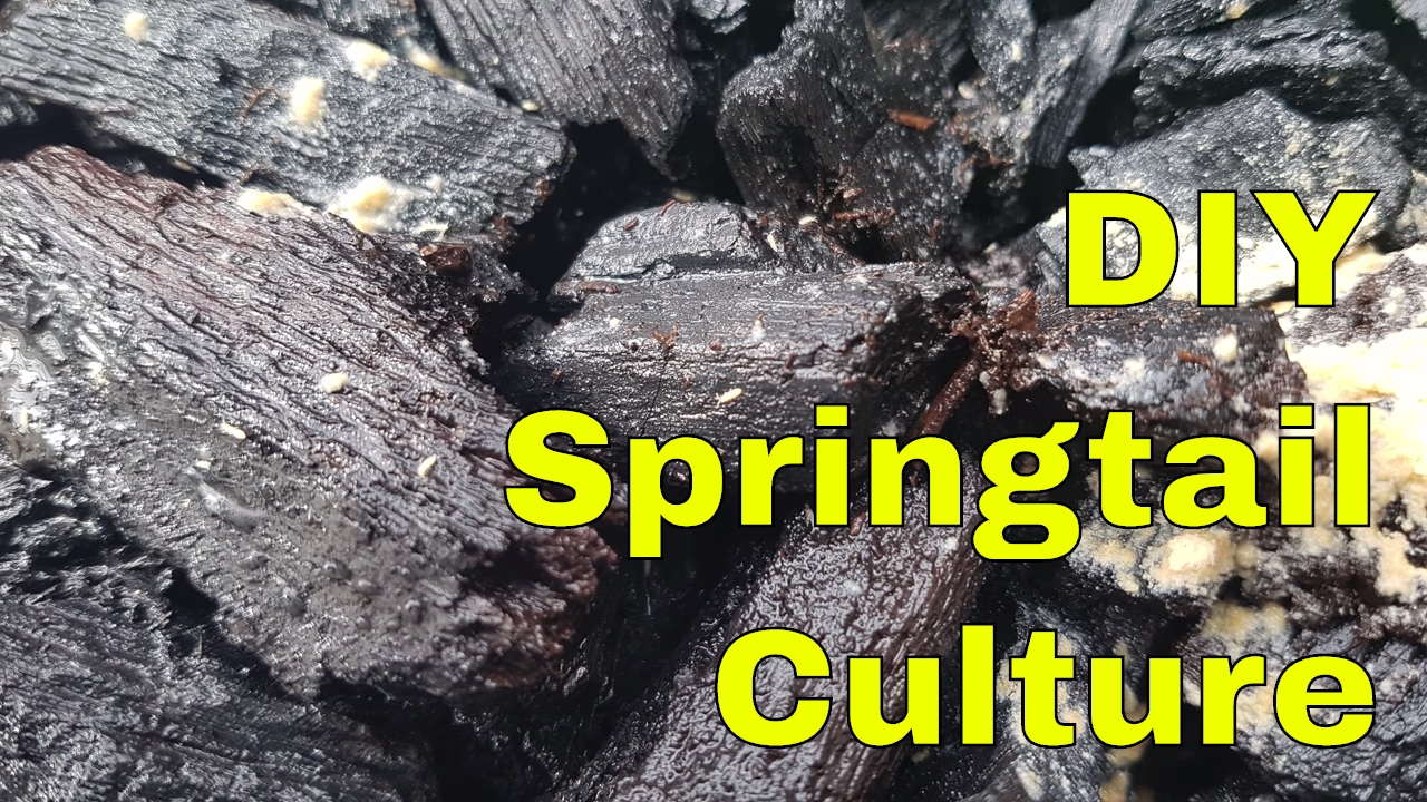 Springtail Culture - DIY - YouTube